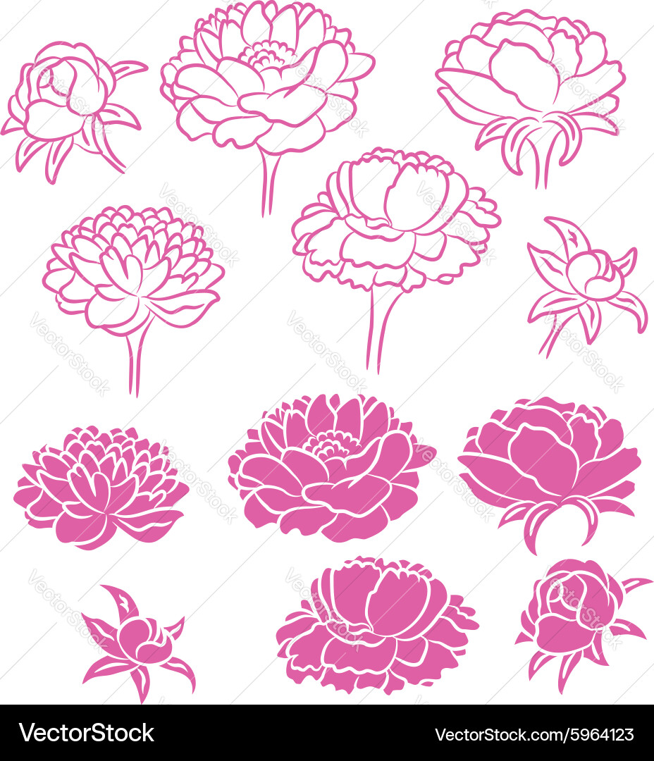 Flower peony Royalty Free Vector Image - VectorStock