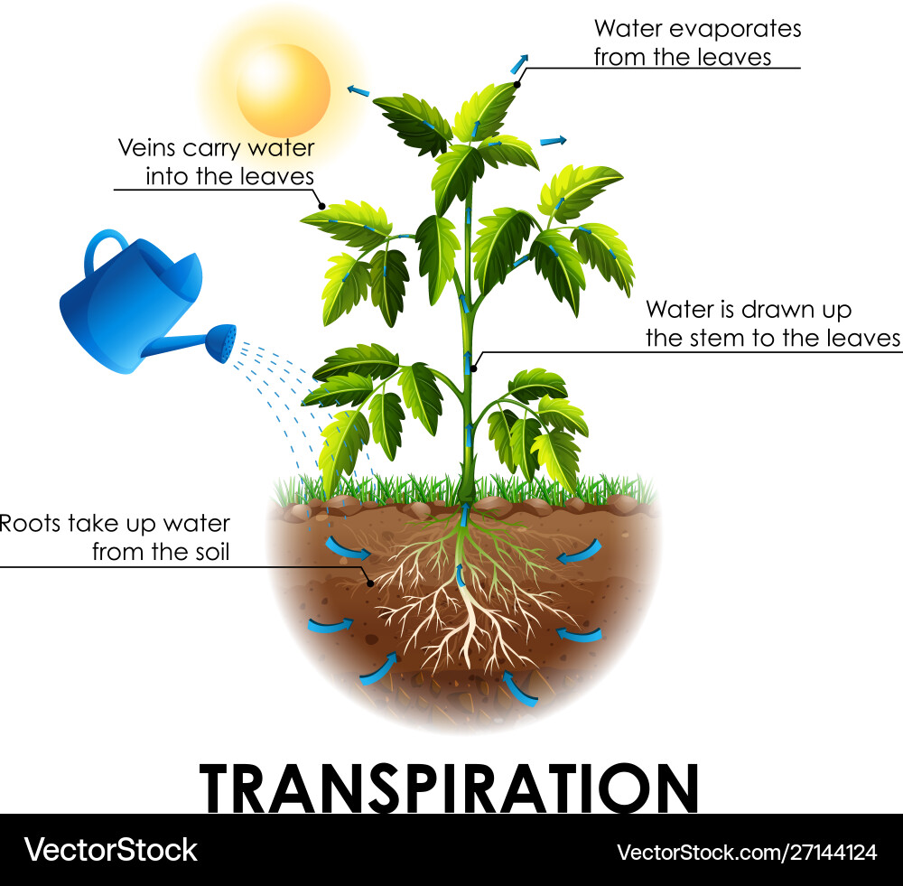 Plant Transpiration Diagram