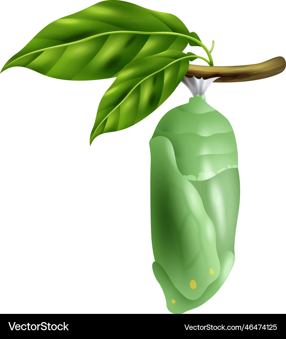 Butterfly life cycle stage Royalty Free Vector Image