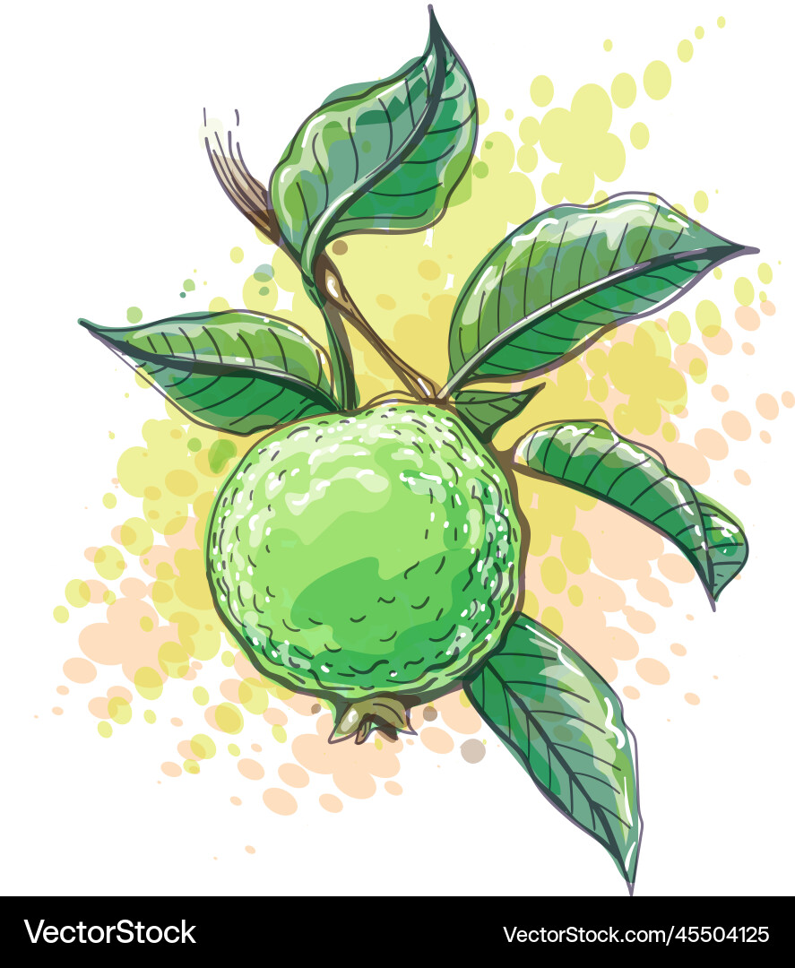 Guava watercolor sketch Royalty Free Vector Image