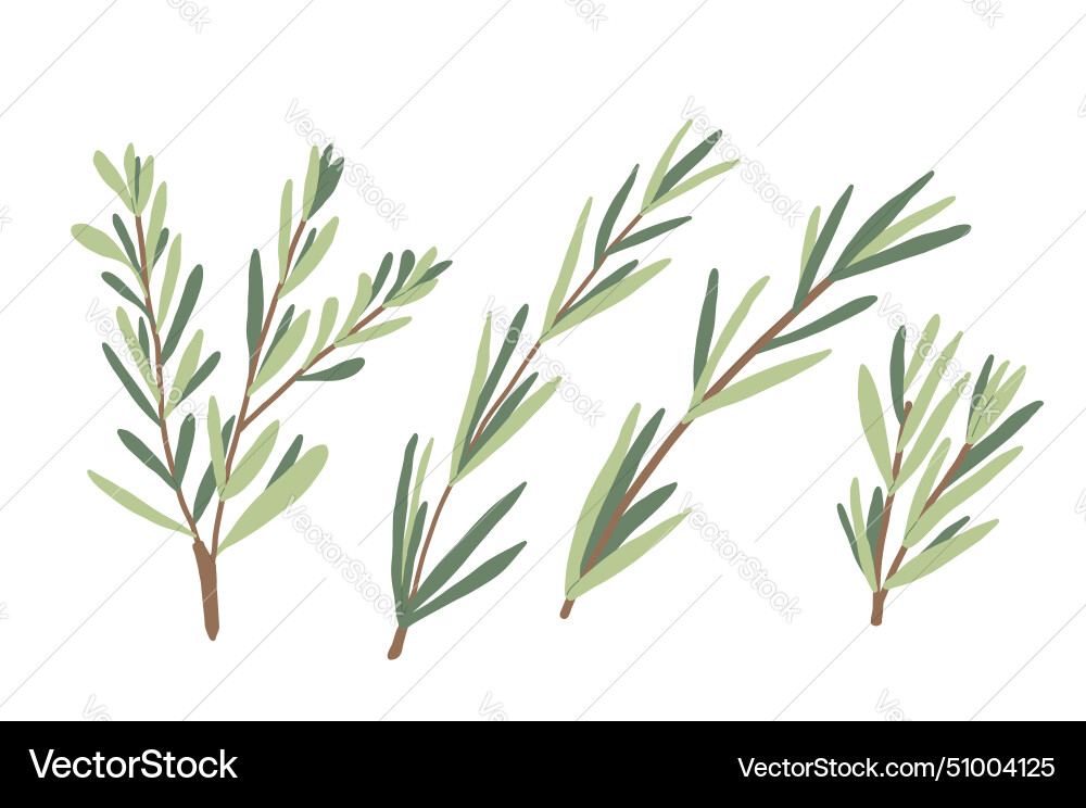 Rosemary set isolated on white background fresh Vector Image