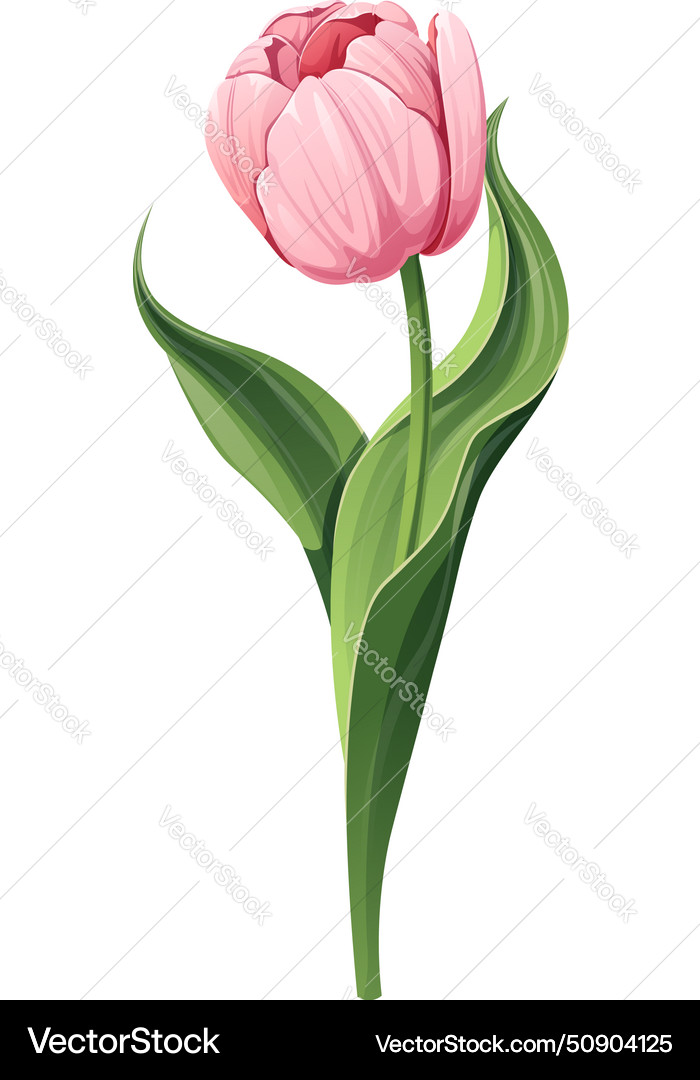 Tulip on a white background spring pink flower Vector Image