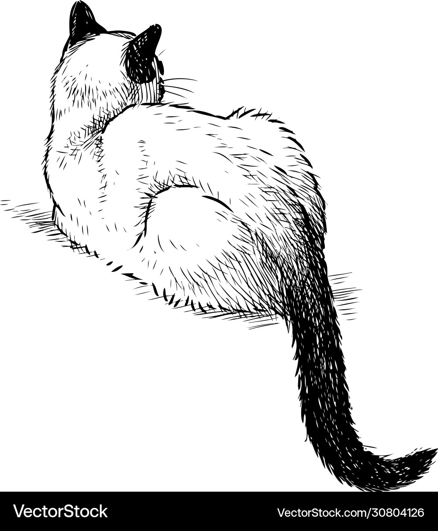 Siamese Cat Lying Down - Back View Royalty Free Vector Image