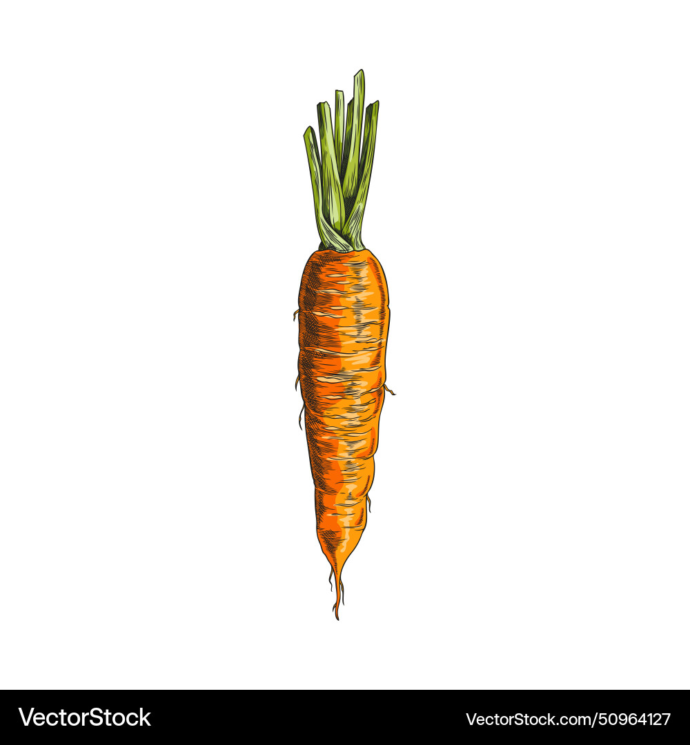 Detailed carrot sketch Royalty Free Vector Image