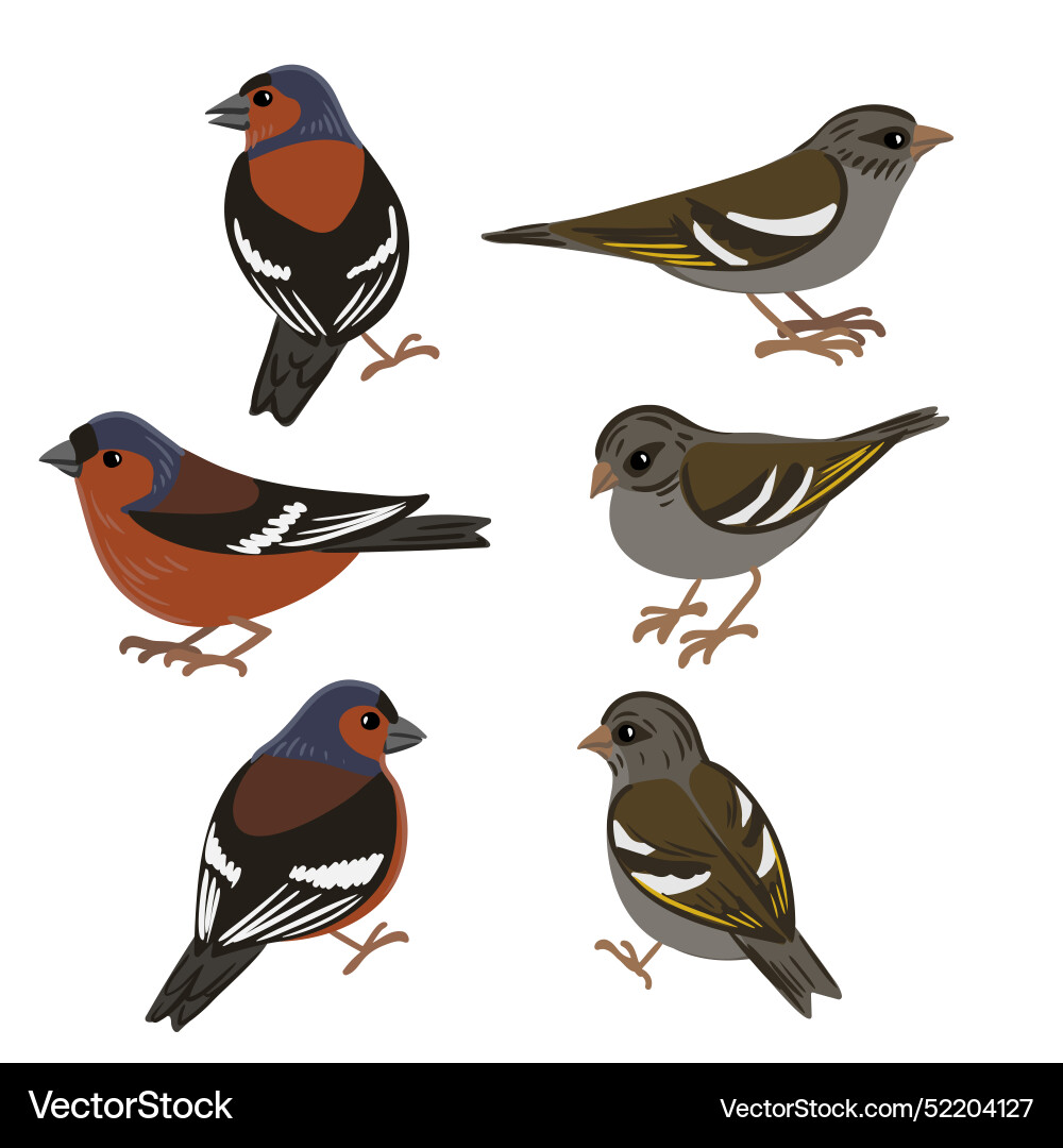 Drawing bird chaffinch Royalty Free Vector Image