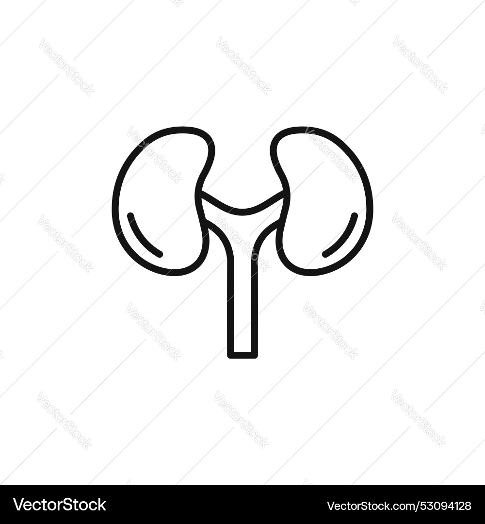 Kidneys icon isolated on white background Vector Image