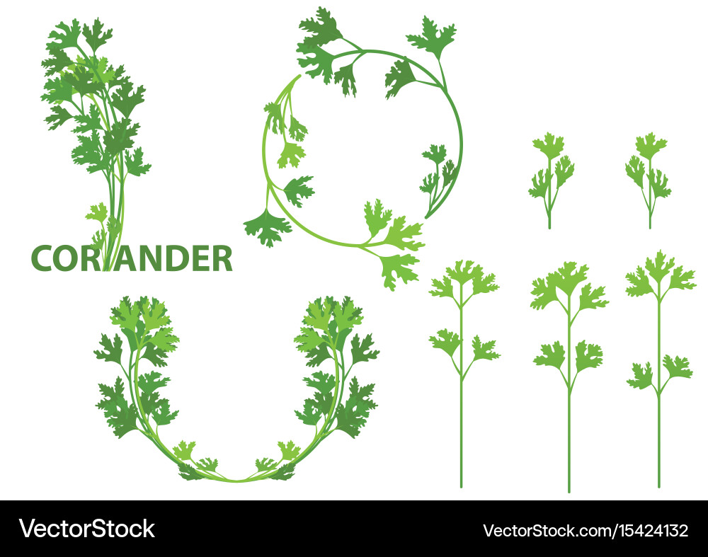 Coriander herb Royalty Free Vector Image - VectorStock