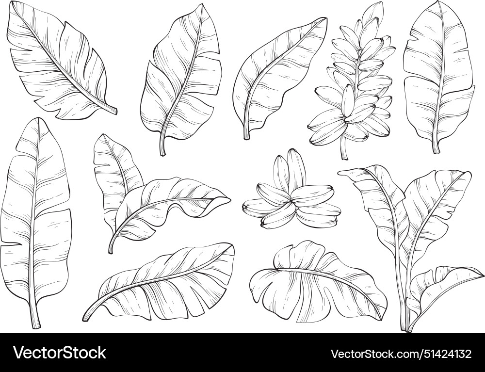 Tropical line art banana palm leaves set Vector Image Tropical line art banana palm leaves set Vector Image