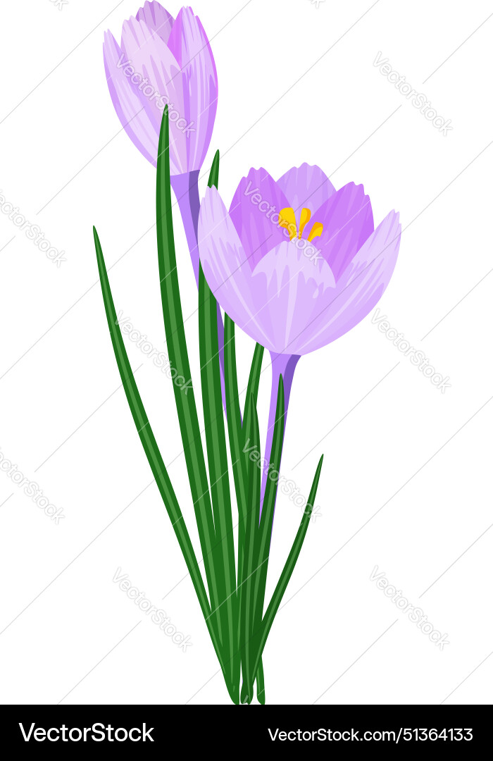 Digital of purple crocus flowers Royalty Free Vector Image