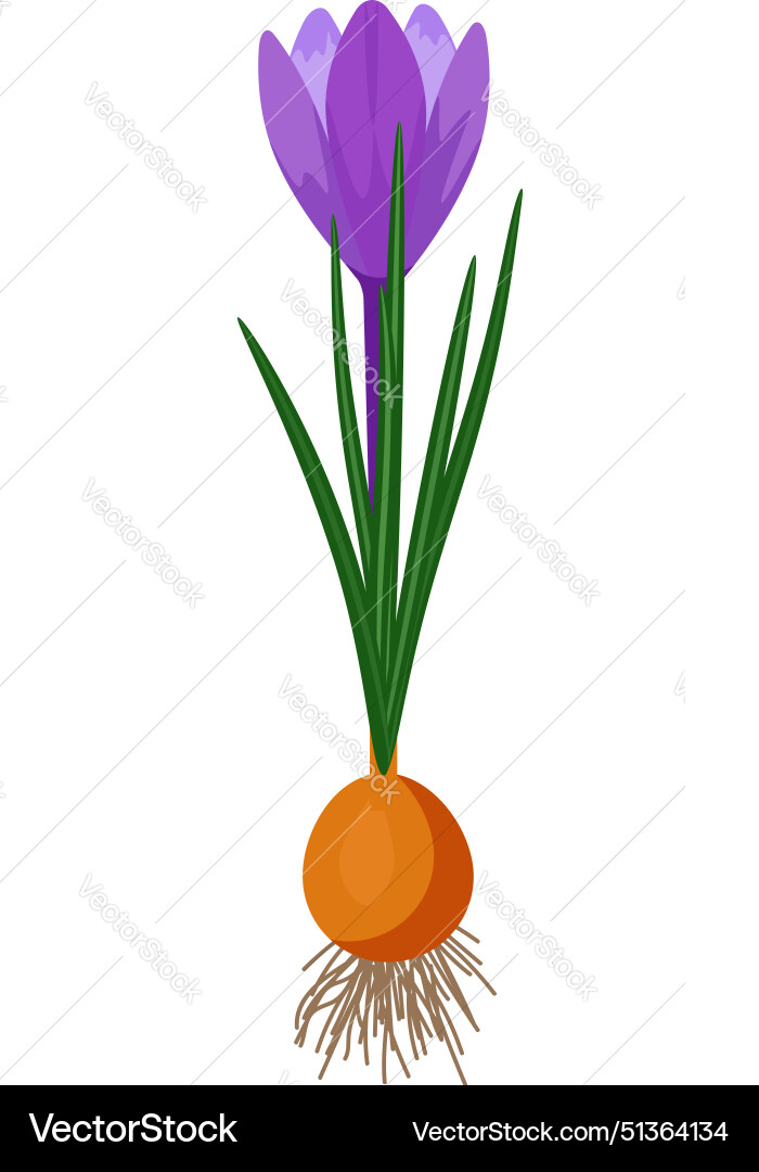 Purple crocus flower Royalty Free Vector Image