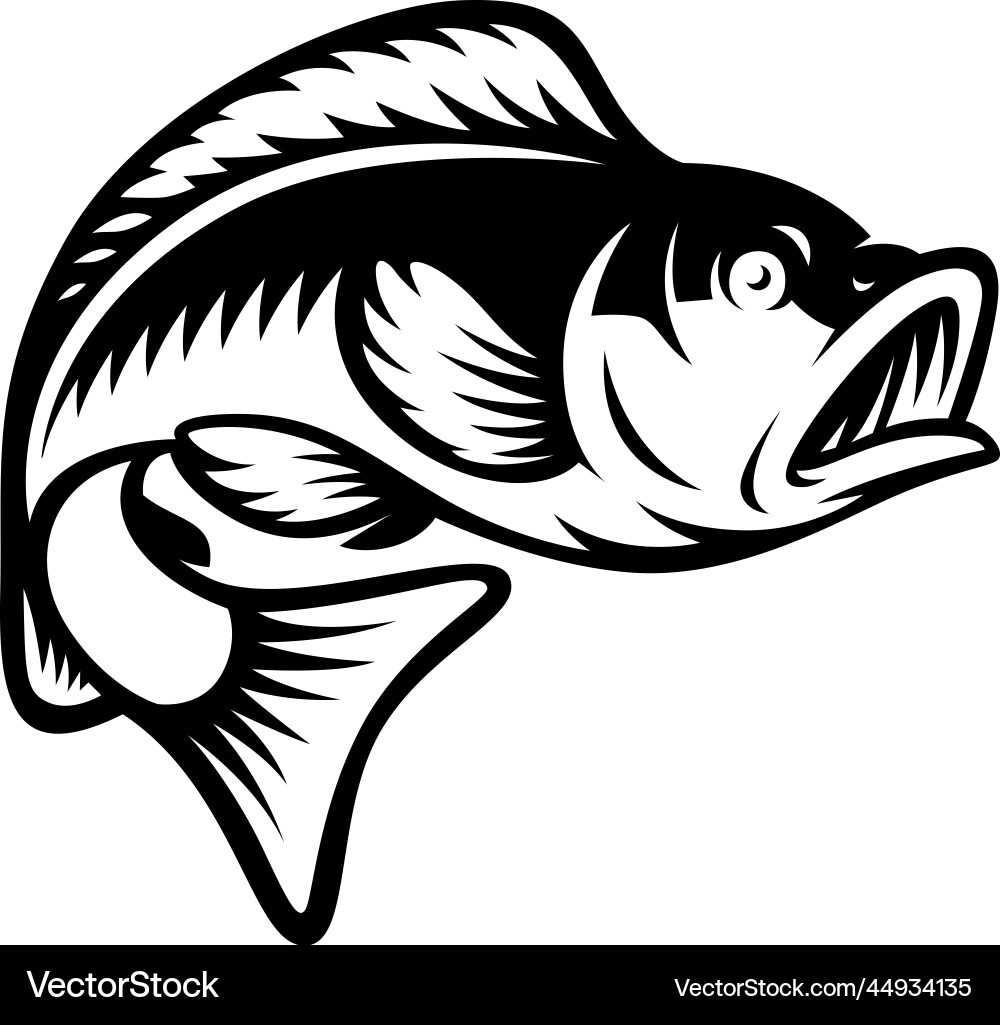 A perch fish Royalty Free Vector Image - VectorStock
