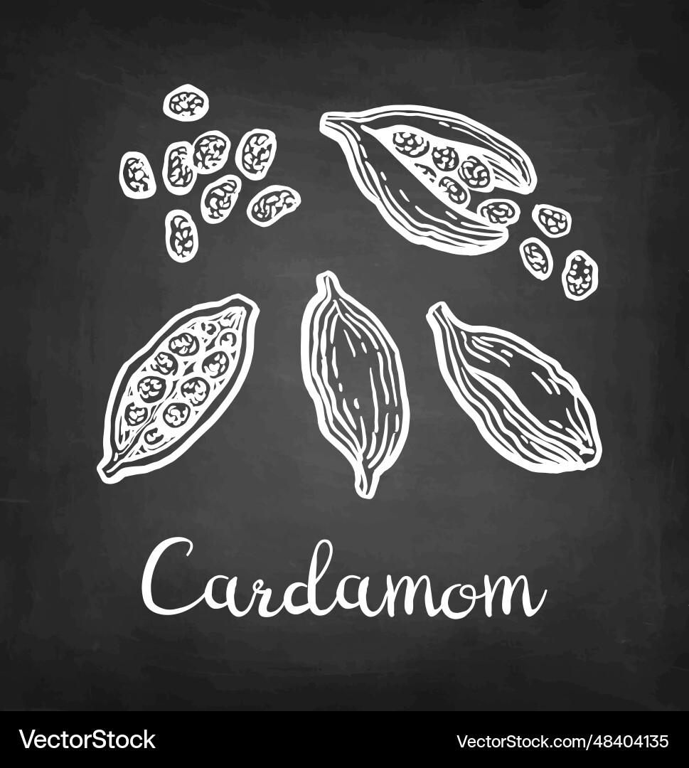 Cardamom chalk sketch set Royalty Free Vector Image