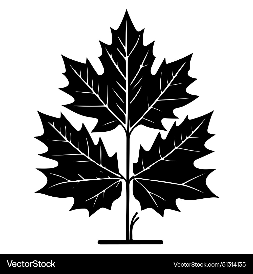 Maple leaf plant floral sketch Royalty Free Vector Image
