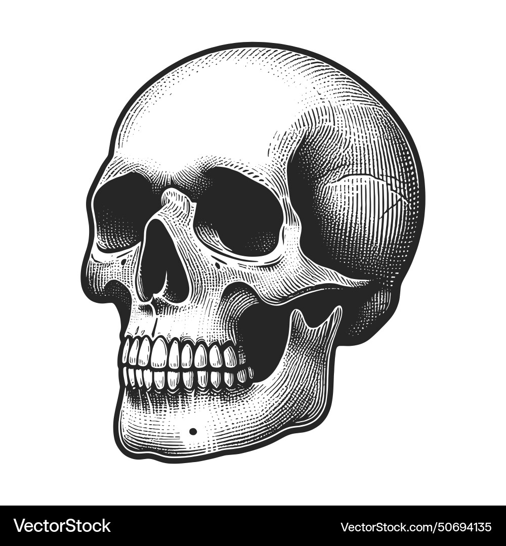 Vintage engraved human skull sketch Royalty Free Vector