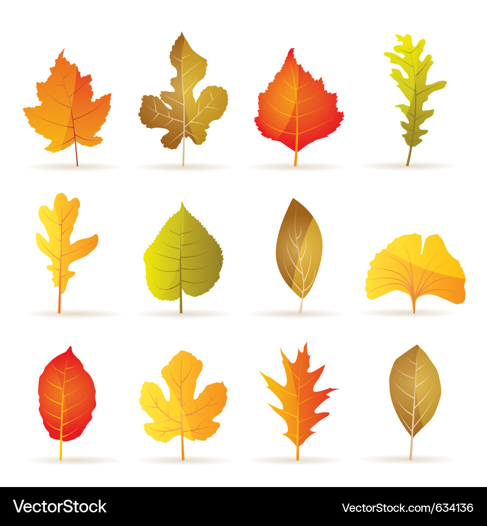 Autumn Leaf Icon Set - Diverse Tree Foliage Vector Image