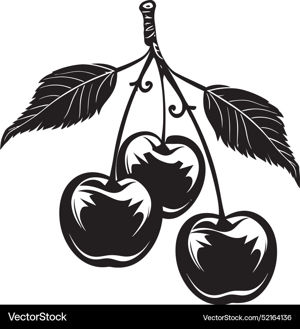 Cherries in photography capturing elegance cherry Vector Image