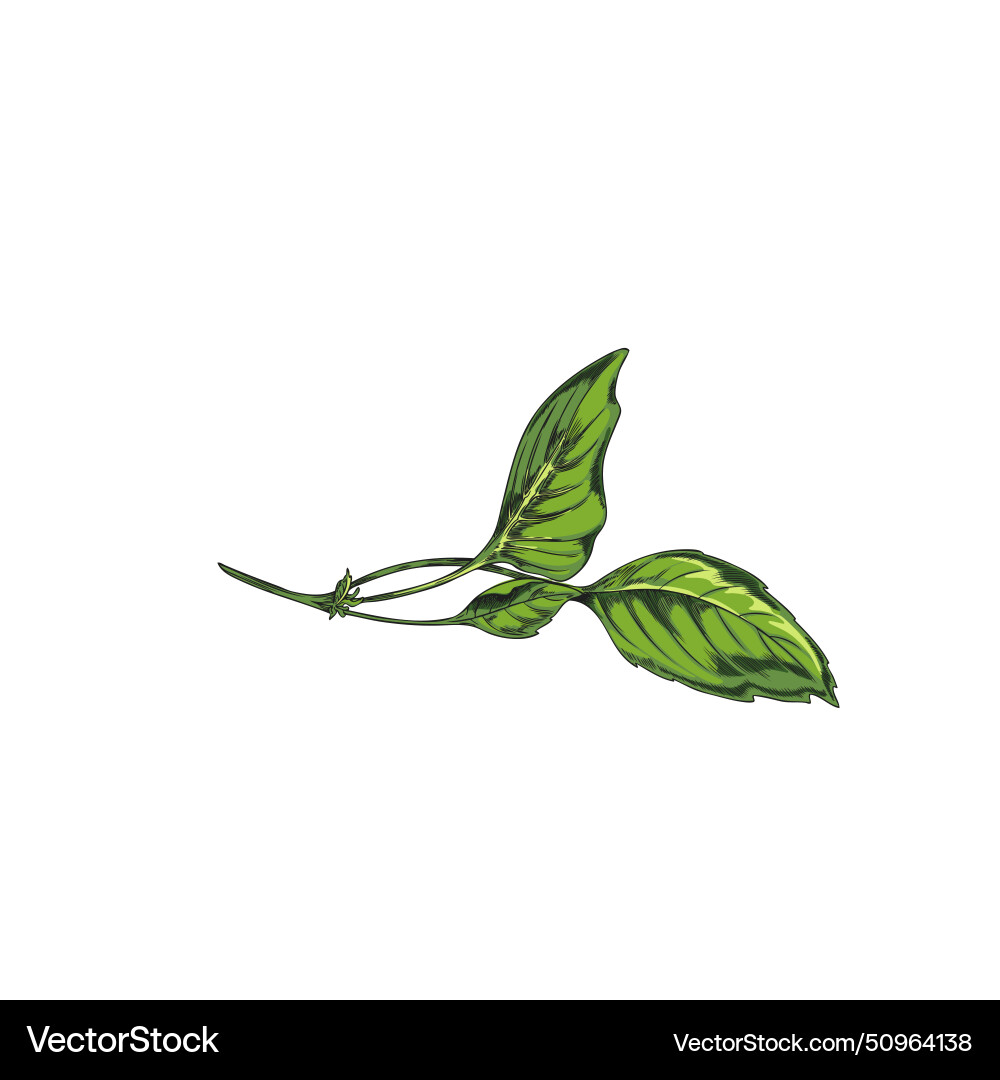 Basil leaves trio Royalty Free Vector Image - VectorStock