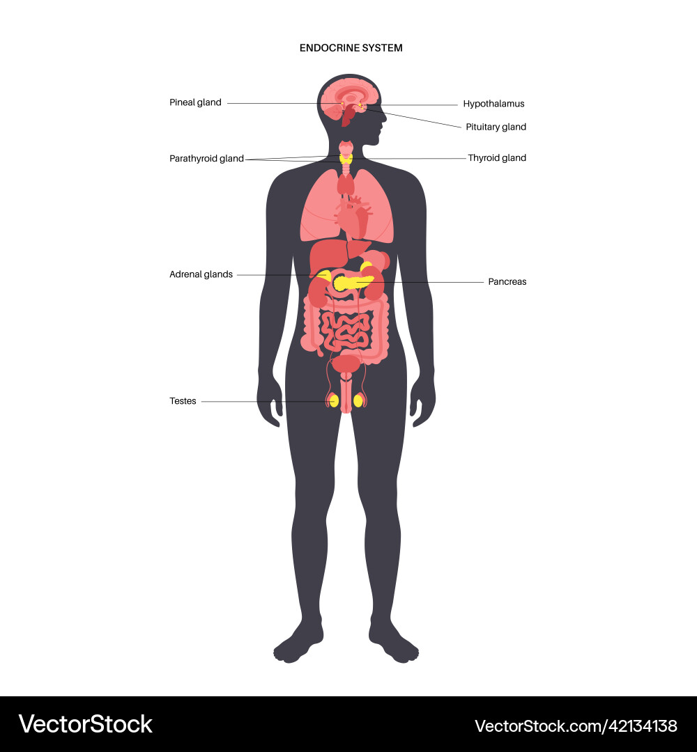 Human Endocrine System Diagram Royalty Free Vector Image