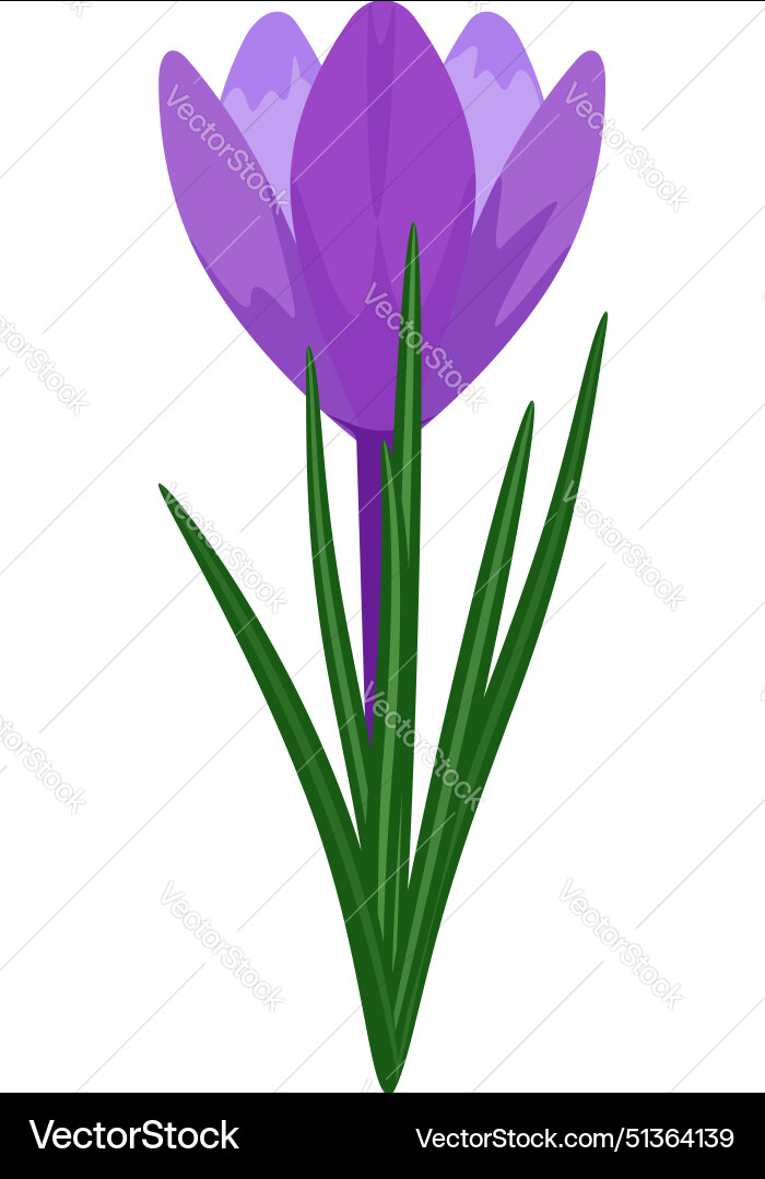 Digitally created image of a bright purple crocus Vector Image