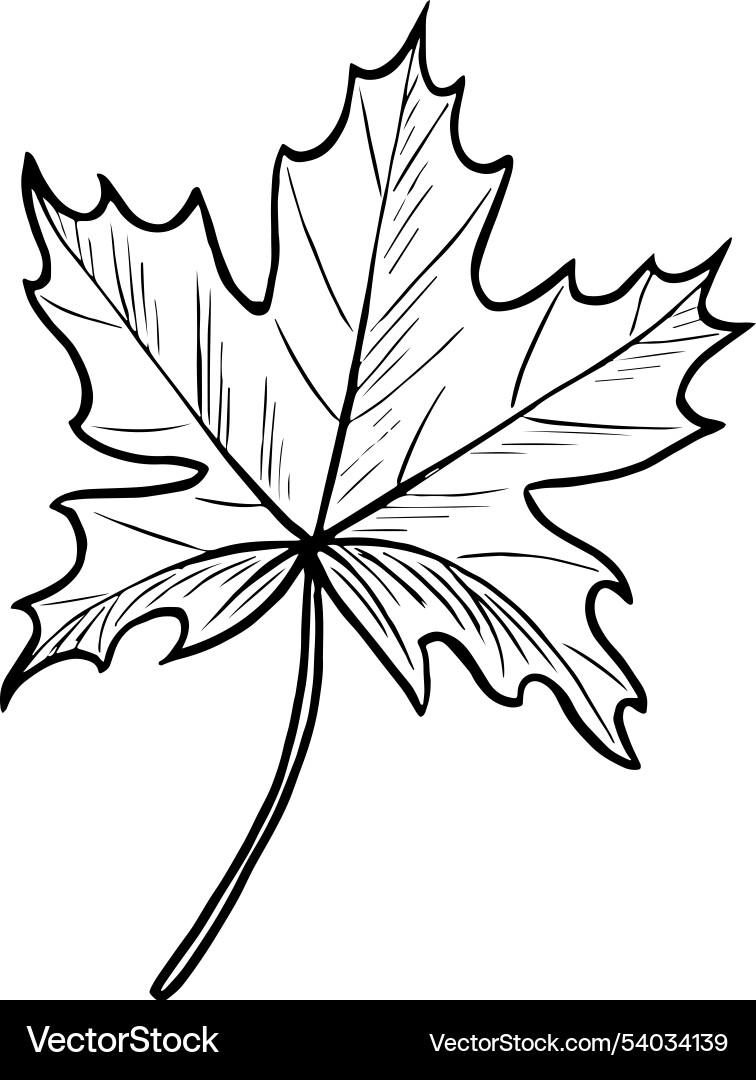 Maple leaf sketch graphic line Royalty Free Vector Image