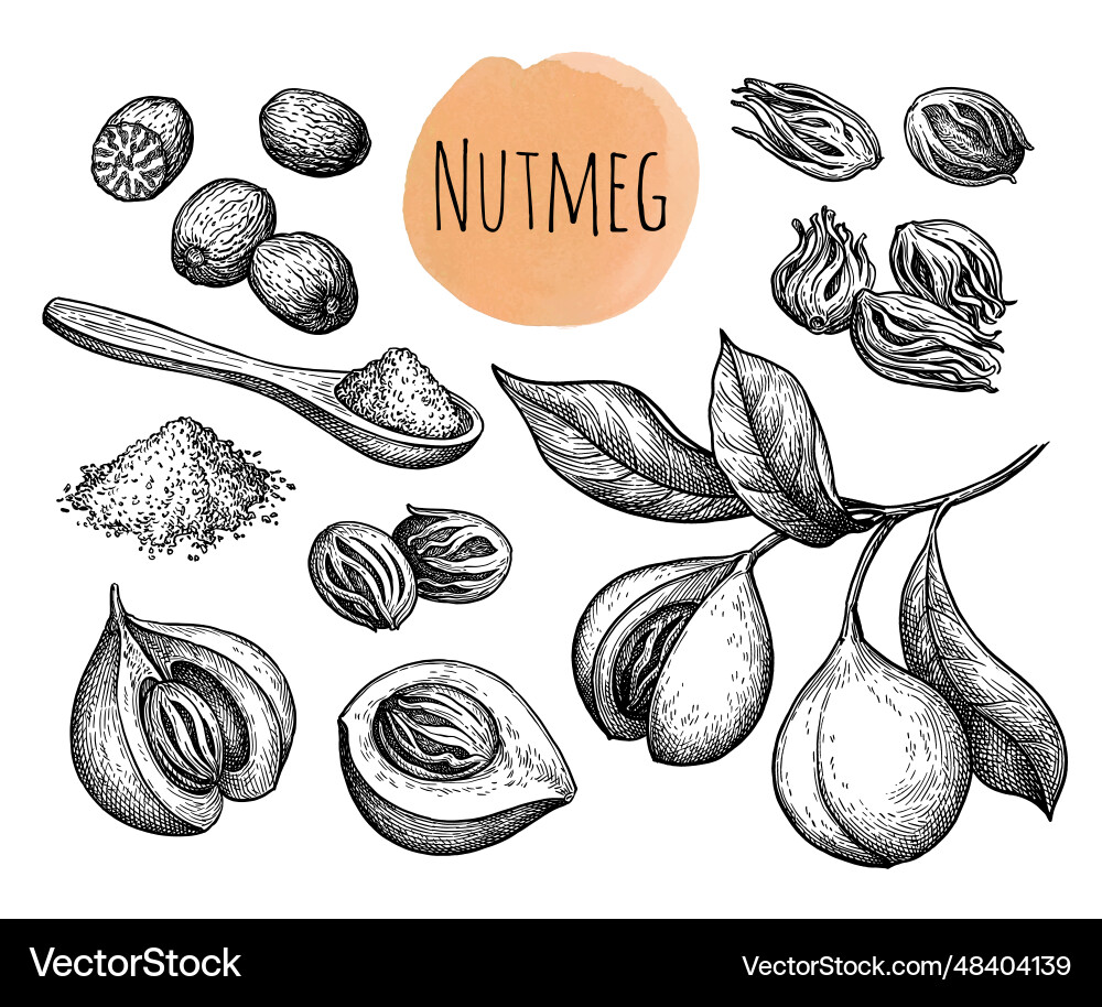 Mace Spice Vector Images (over 170)