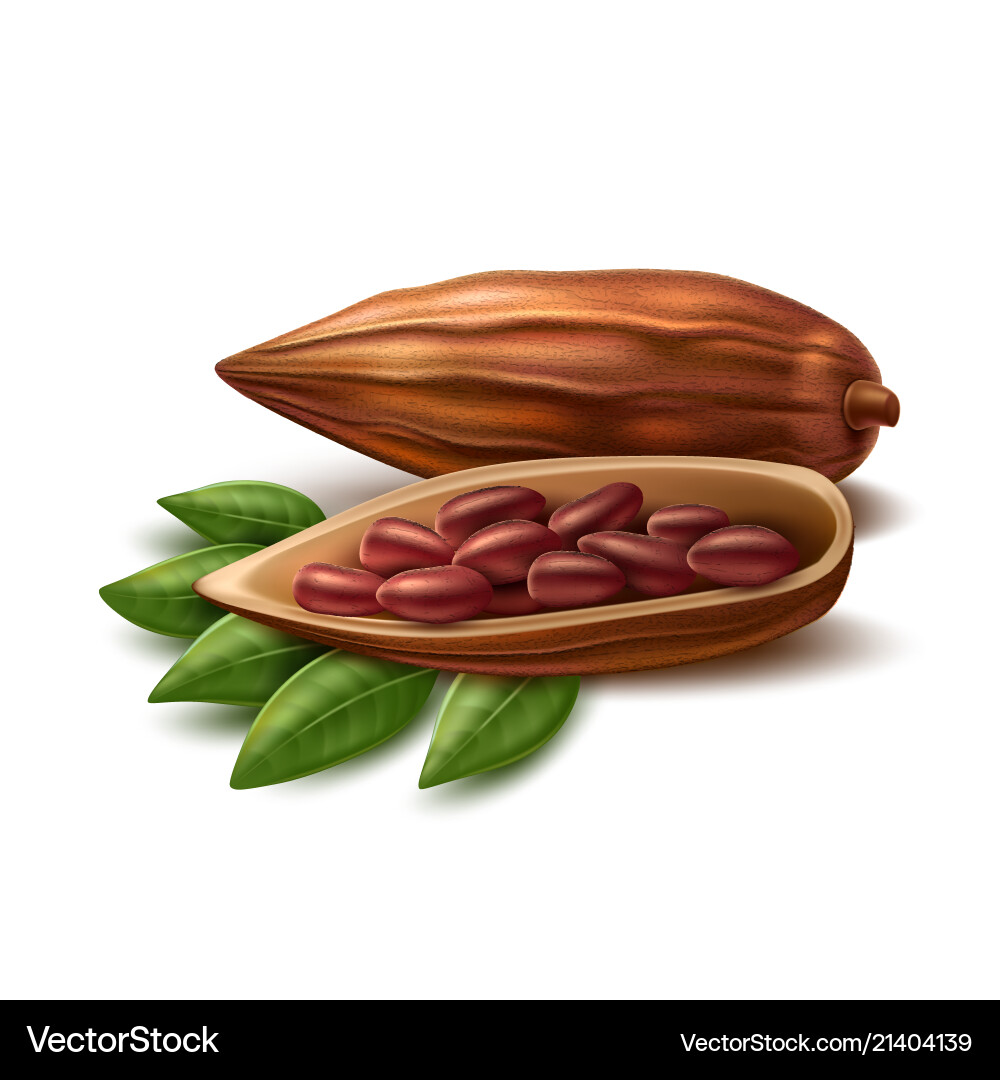 Realistic cocoa beans Royalty Free Vector Image