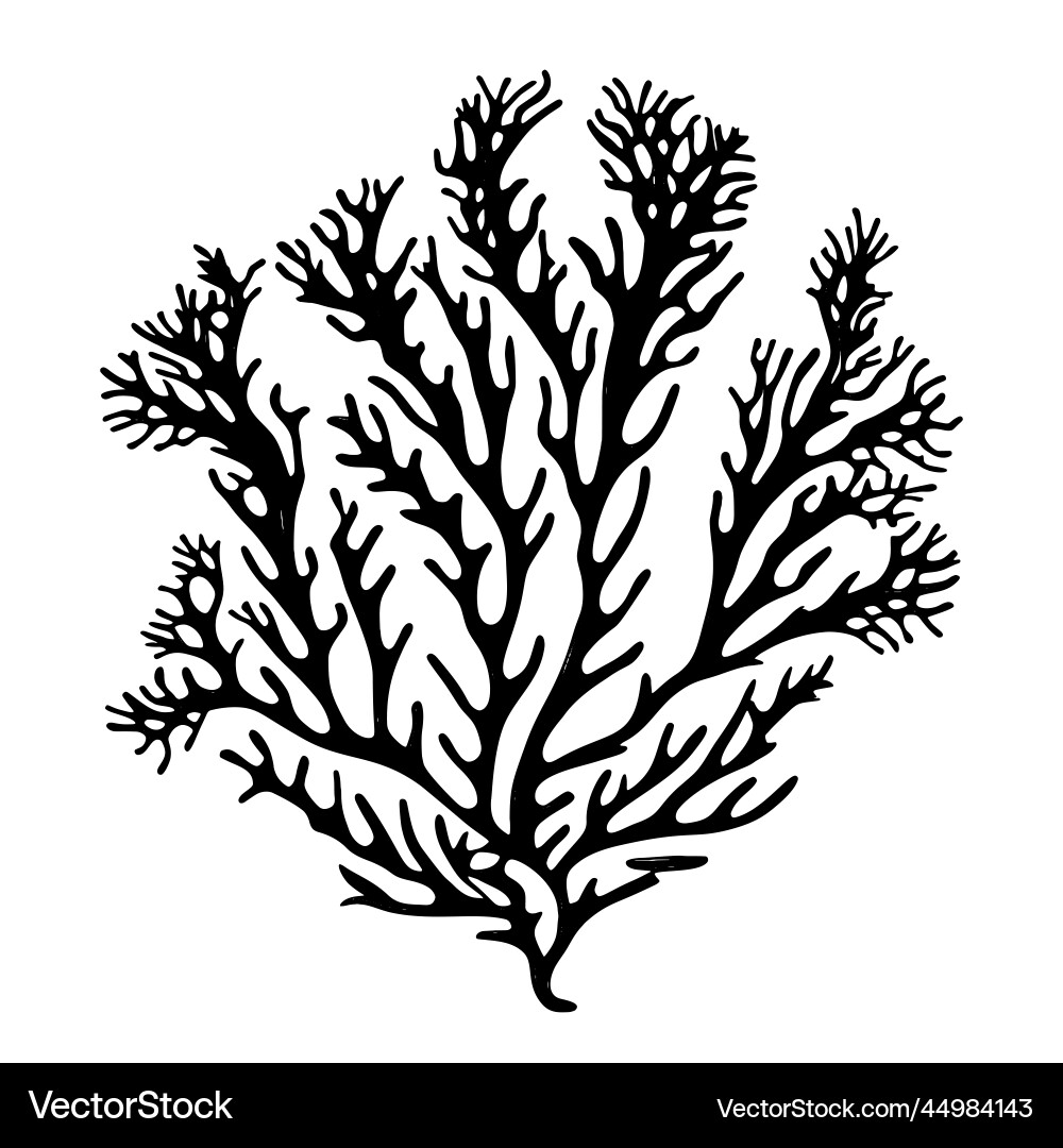 Hand drawn - seaweed sketch Royalty Free Vector Image