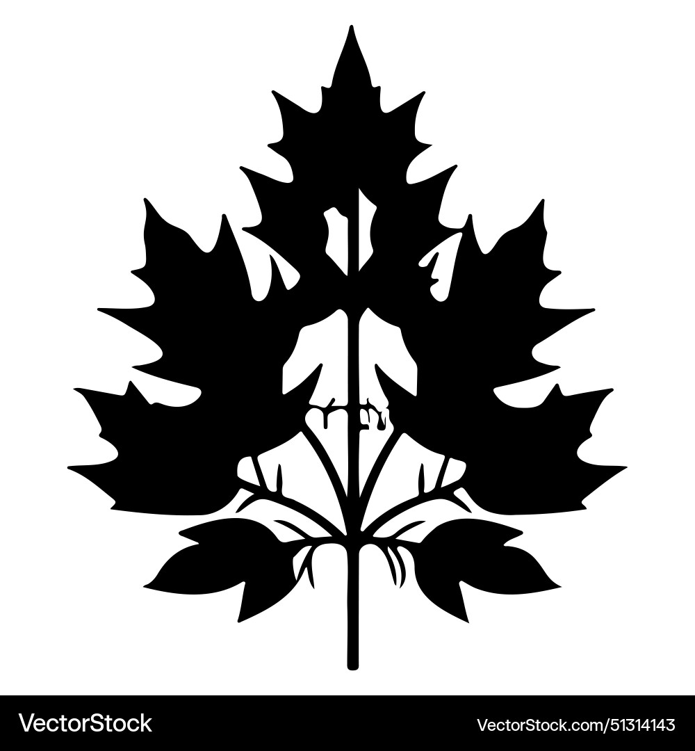 Maple leaf plant floral sketch Royalty Free Vector Image