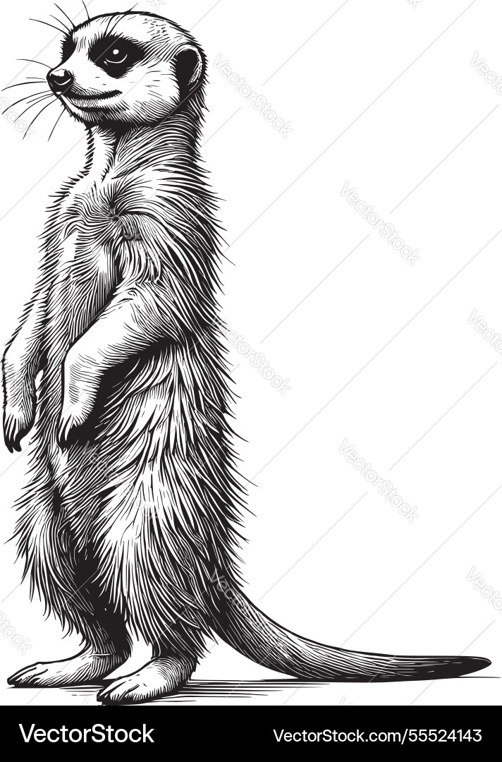 Meerkat Royalty Free Vector Image - VectorStock
