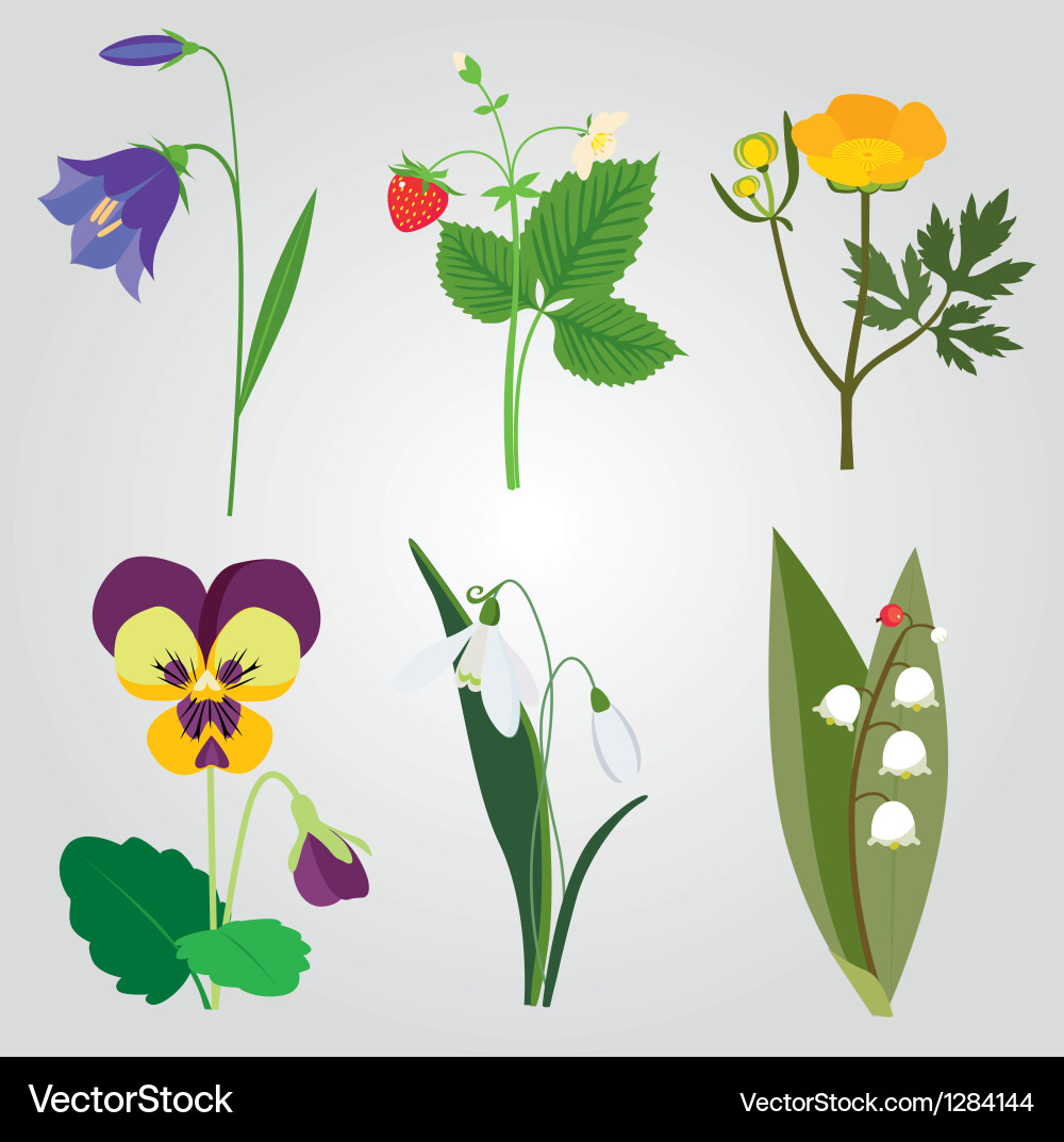 Forest flowers Royalty Free Vector Image - VectorStock