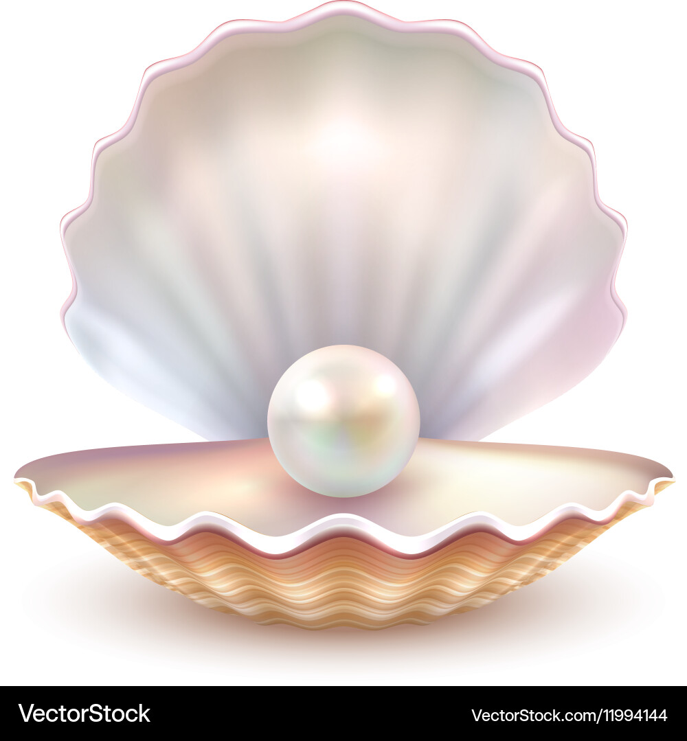 Realistic Pearl Shell Royalty Free Vector Image