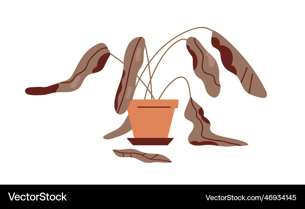Dead withered plant in pot ailing dying droopy Vector Image