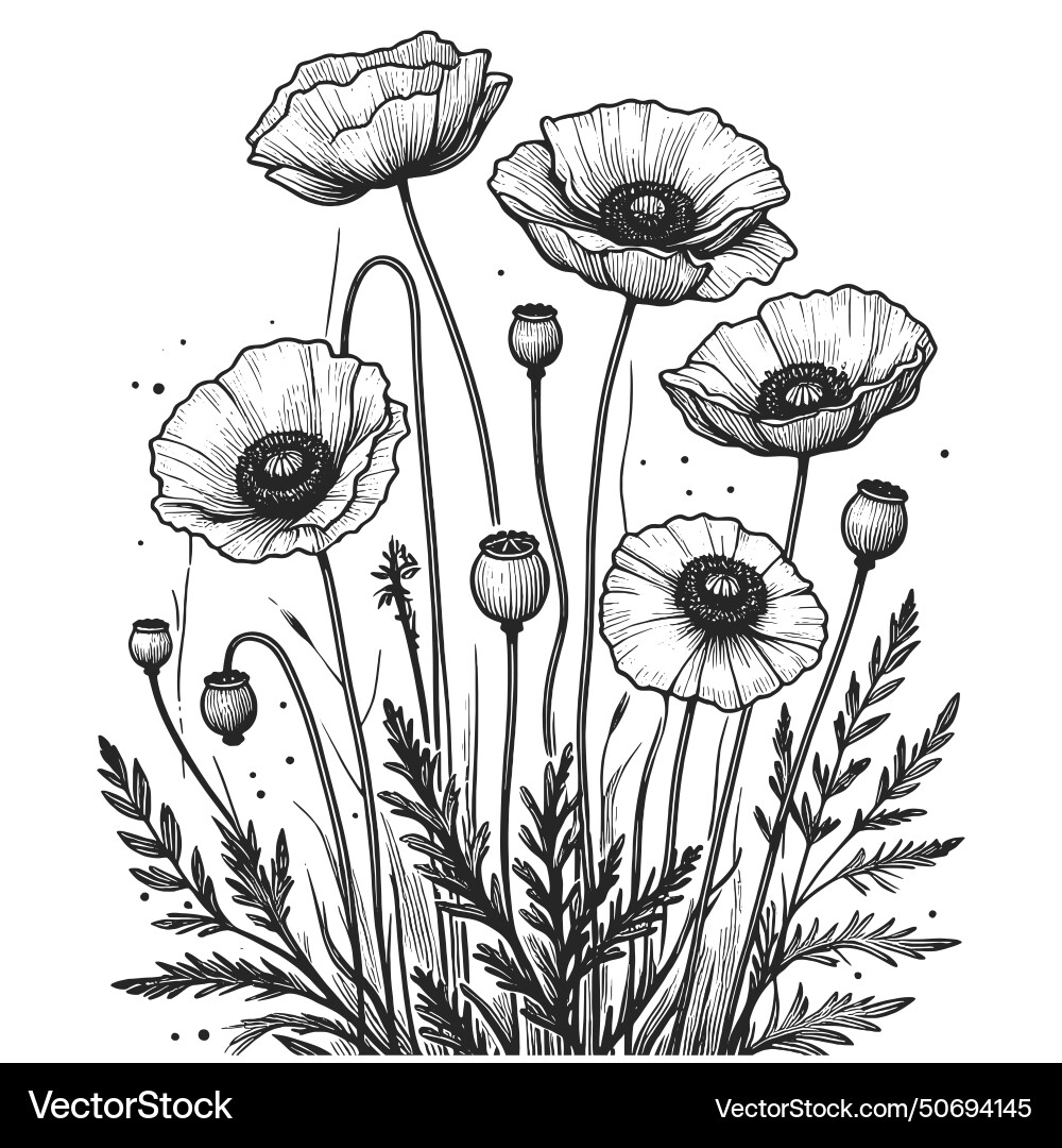 Poppies engraving line art Royalty Free Vector Image