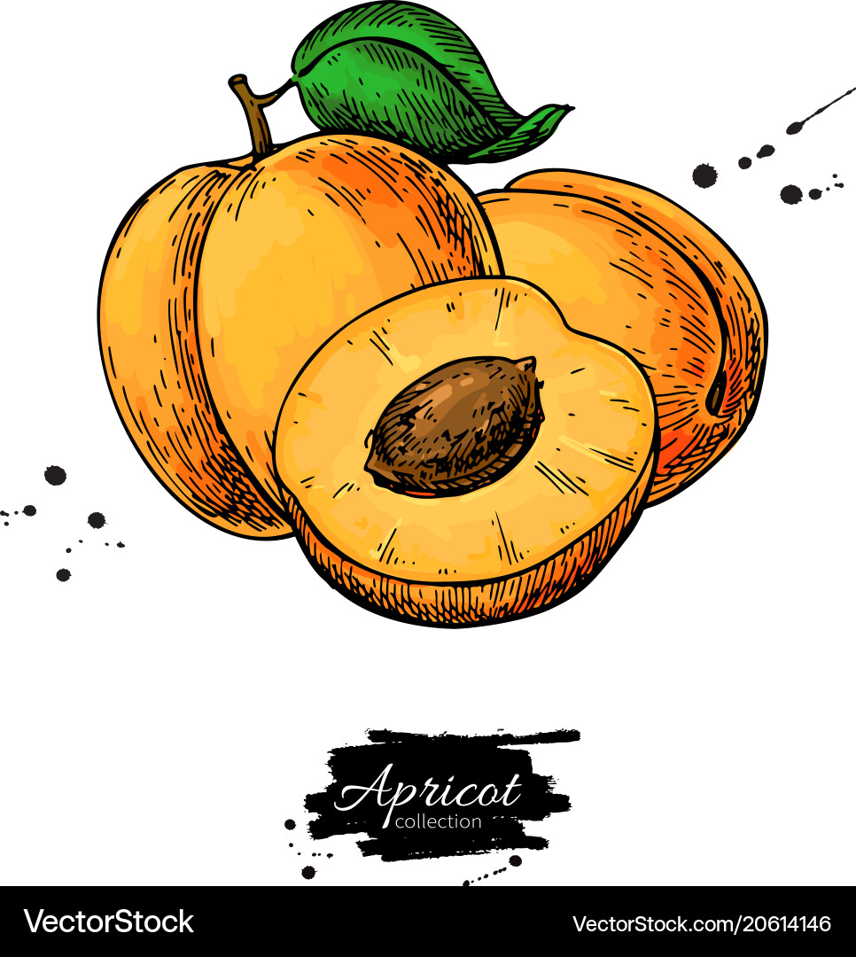 Apricot drawing hand drawn fruit Royalty Free Vector Image