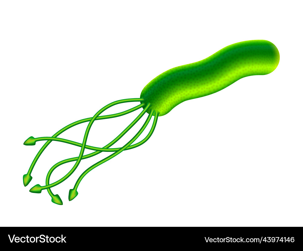 Helicobacter pylori bacterium with flagella Vector Image