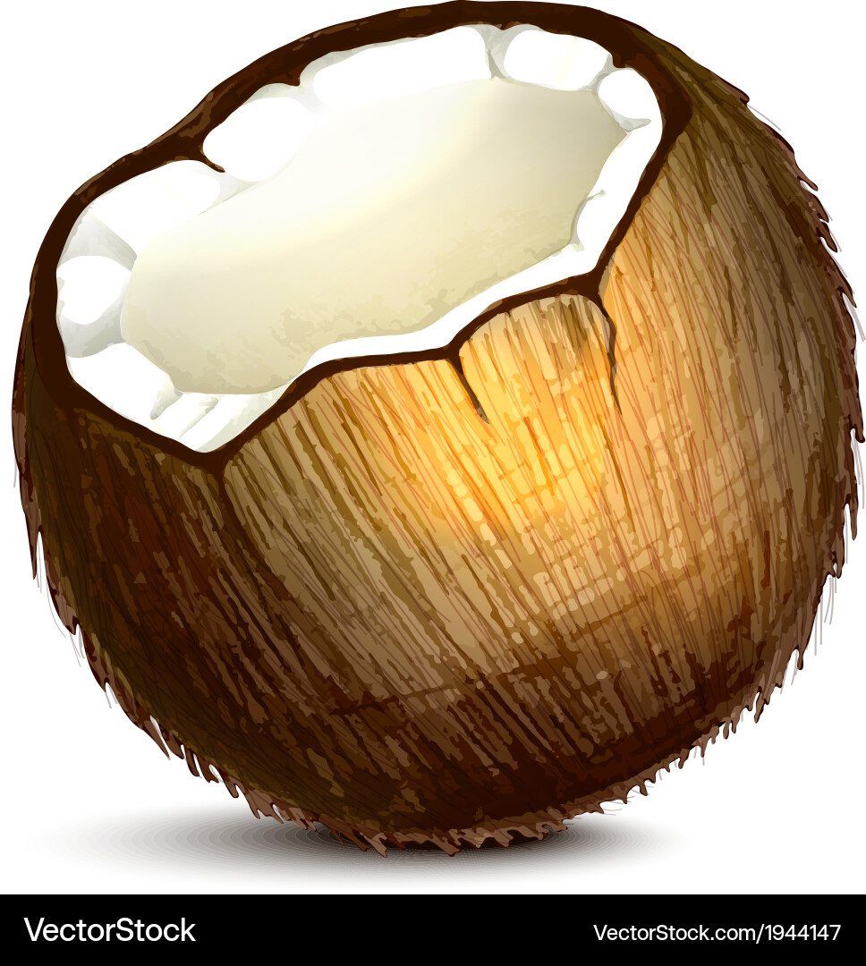 Coconut Royalty Free Vector Image - VectorStock