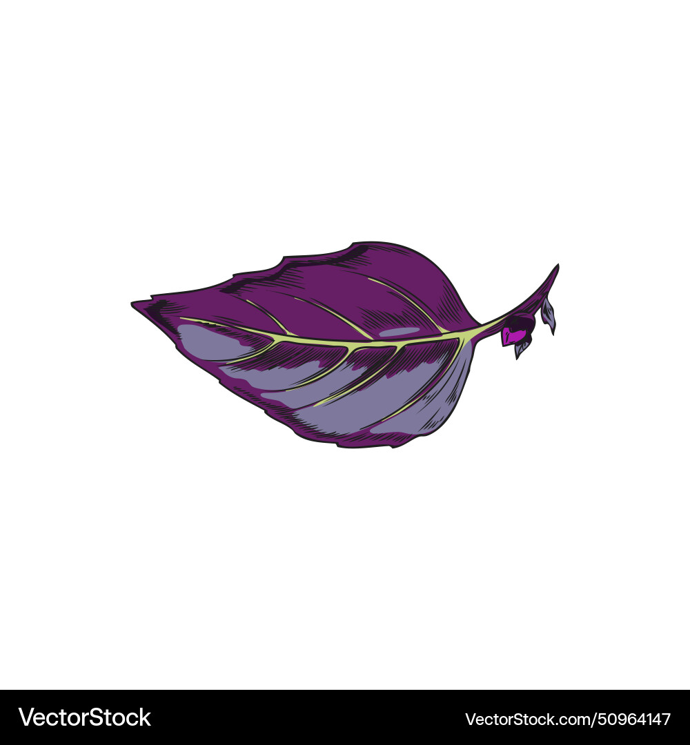 Purple basil leaf Royalty Free Vector Image - VectorStock