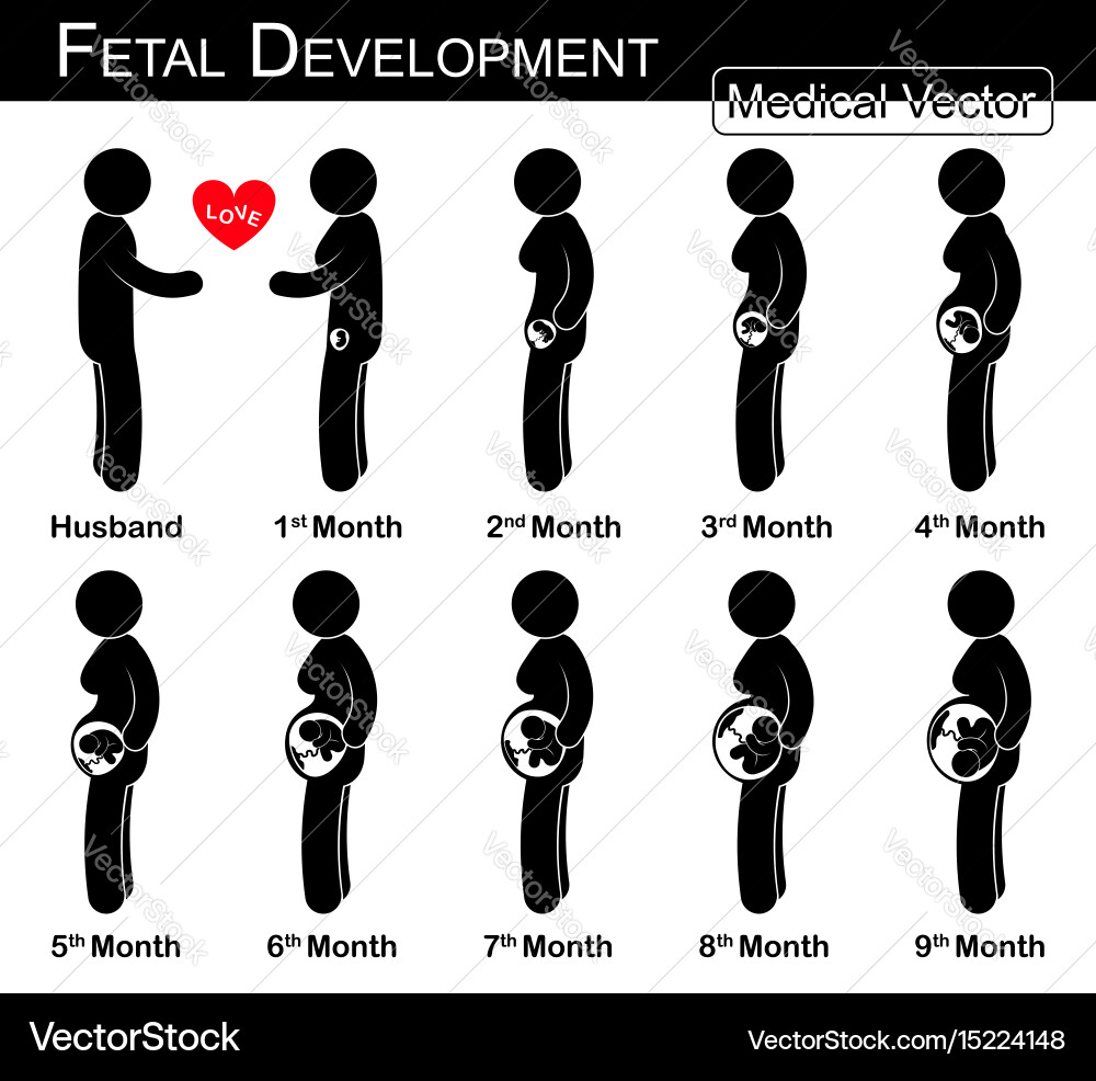 Fetal development Royalty Free Vector Image - VectorStock