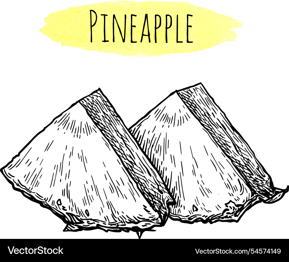 Pineapple wedges ink sketch Royalty Free Vector Image