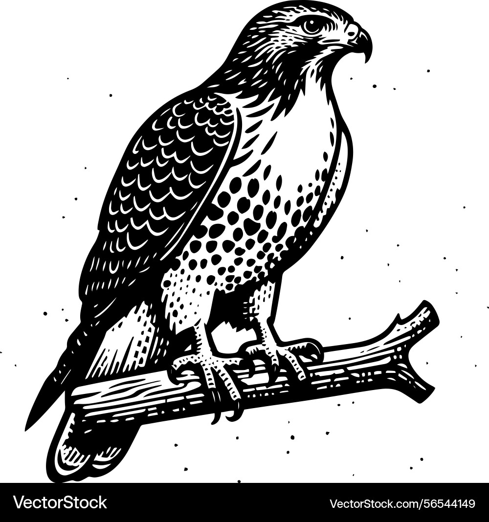 Simple red-tailed hawk perched icon vintage logo Vector Image