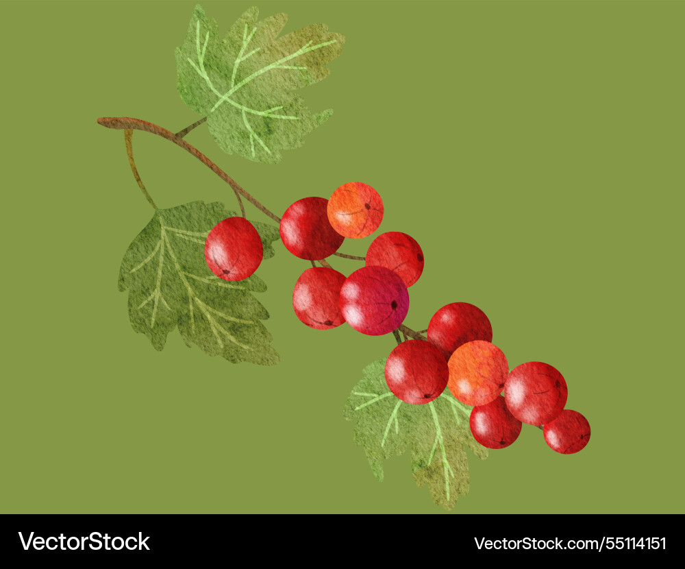 Red currant branch Royalty Free Vector Image - VectorStock