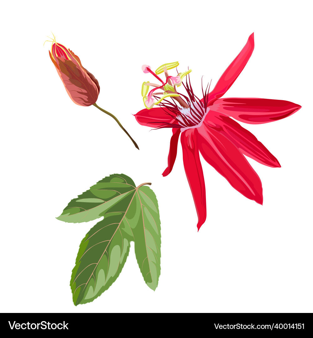 Tropical flower passion with leaves Royalty Free Vector