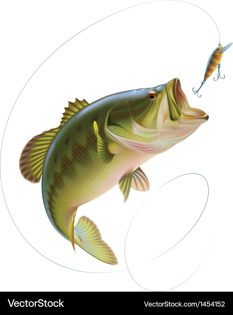 Bass Jumping in Water Royalty Free Vector Image