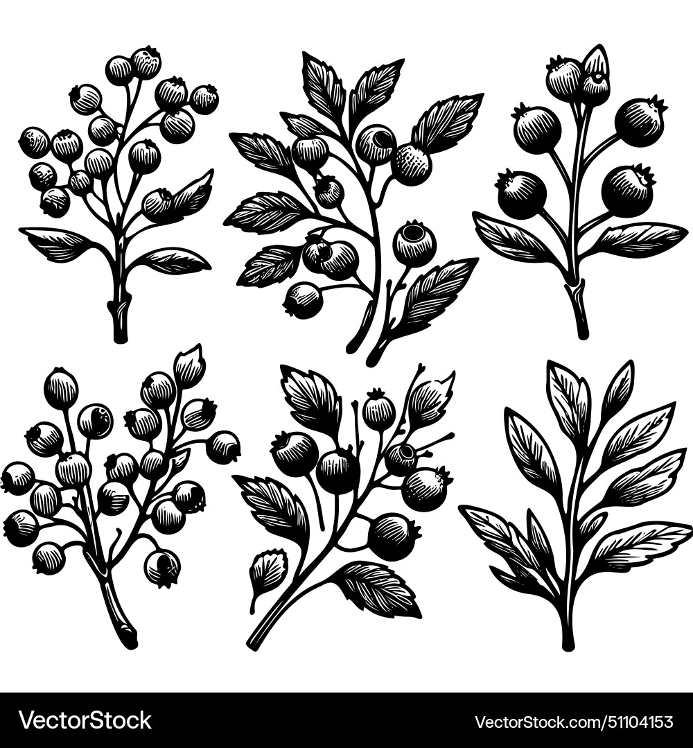 Six different types berries each with their own Vector Image Six different types berries each with their own Vector Image