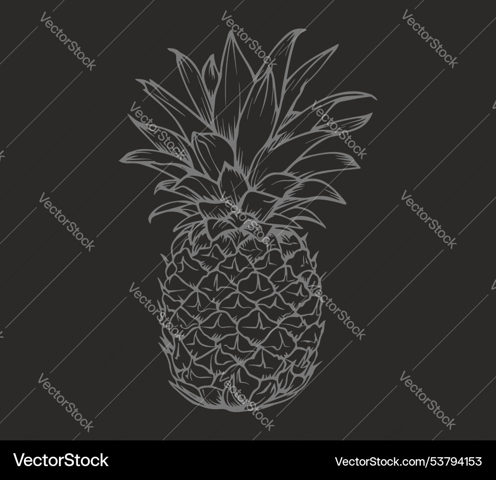 Stylized pineapple sketch Royalty Free Vector Image