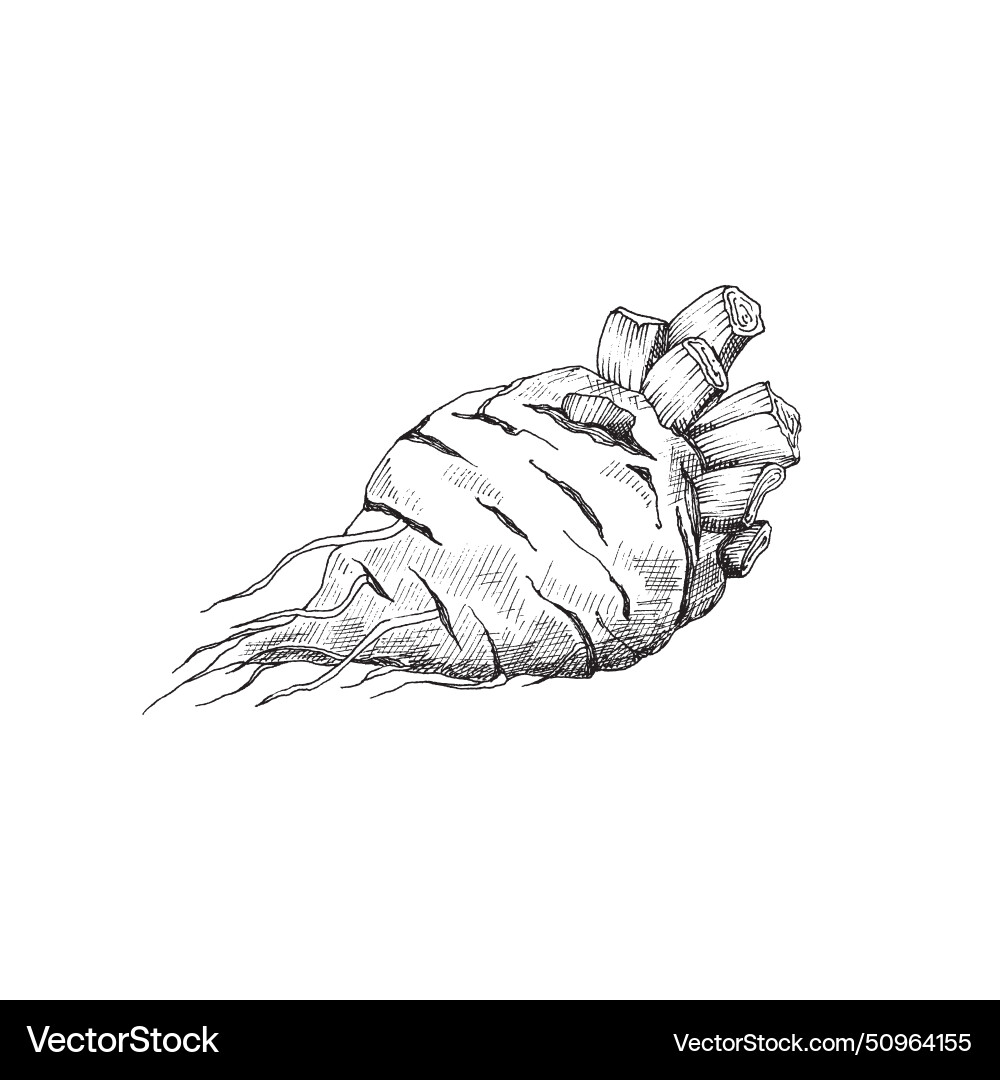 Whole beet root engraved sketch hand drawn Vector Image