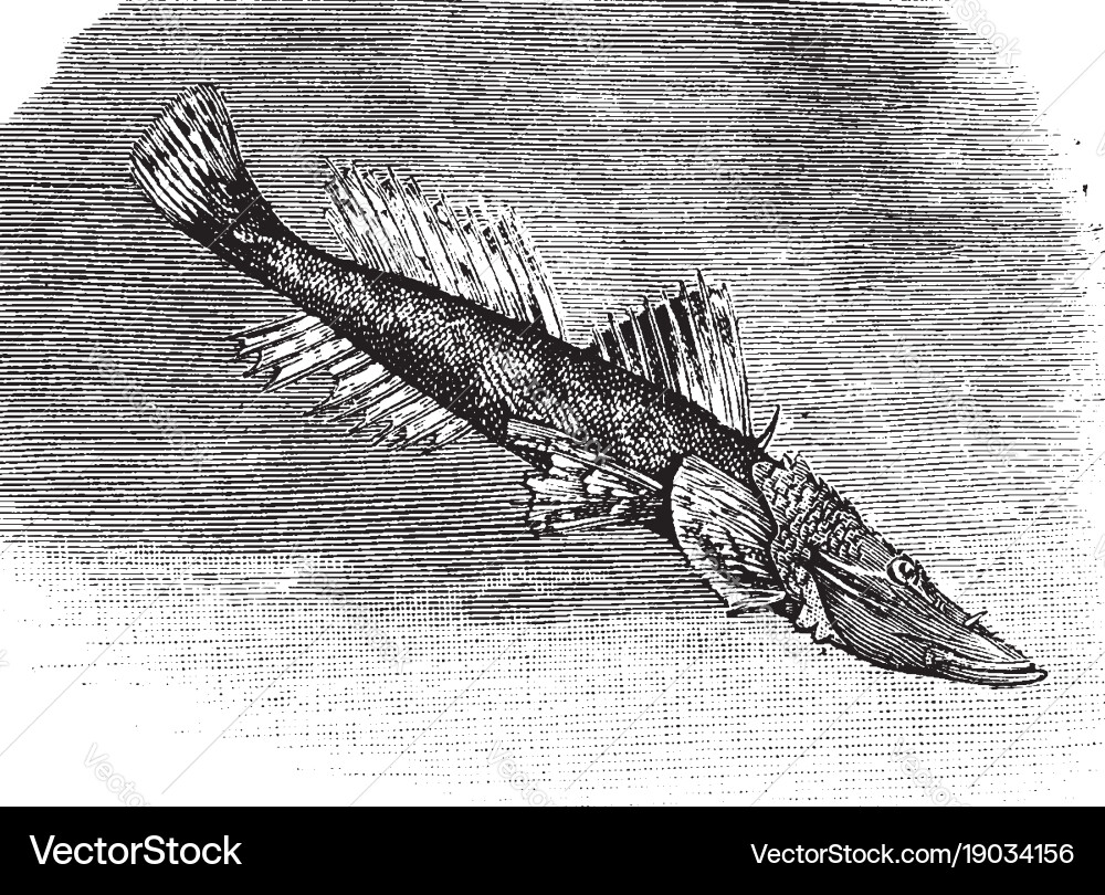 Vintage Flathead Fish Line Drawing – Royalty-Free Vector | VectorStock