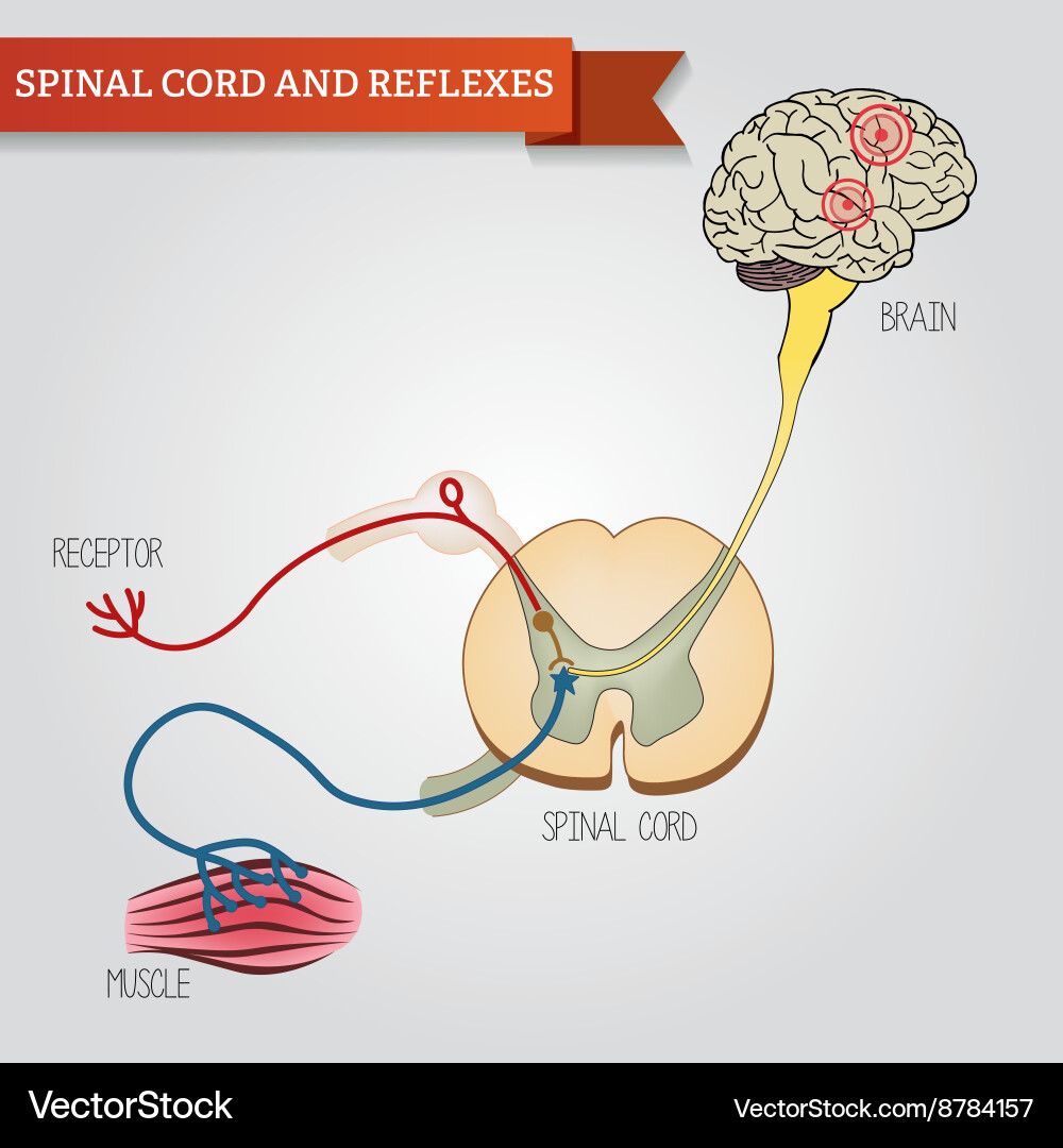 Reflex Arc Vector Images (53)