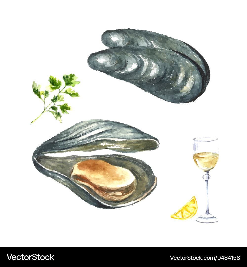 Watercolor mussels Royalty Free Vector Image - VectorStock