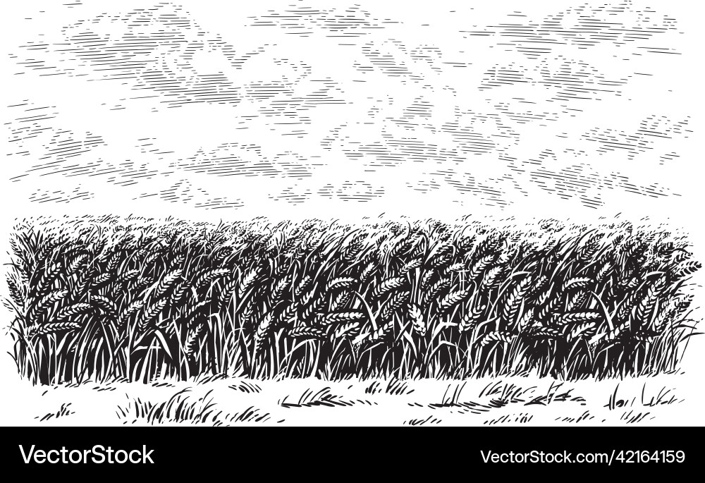 Field hand drawing sketch engraving Royalty Free Vector